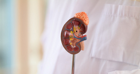 Nephrologie | Universitätsmedizin Göttingen (UMG)
